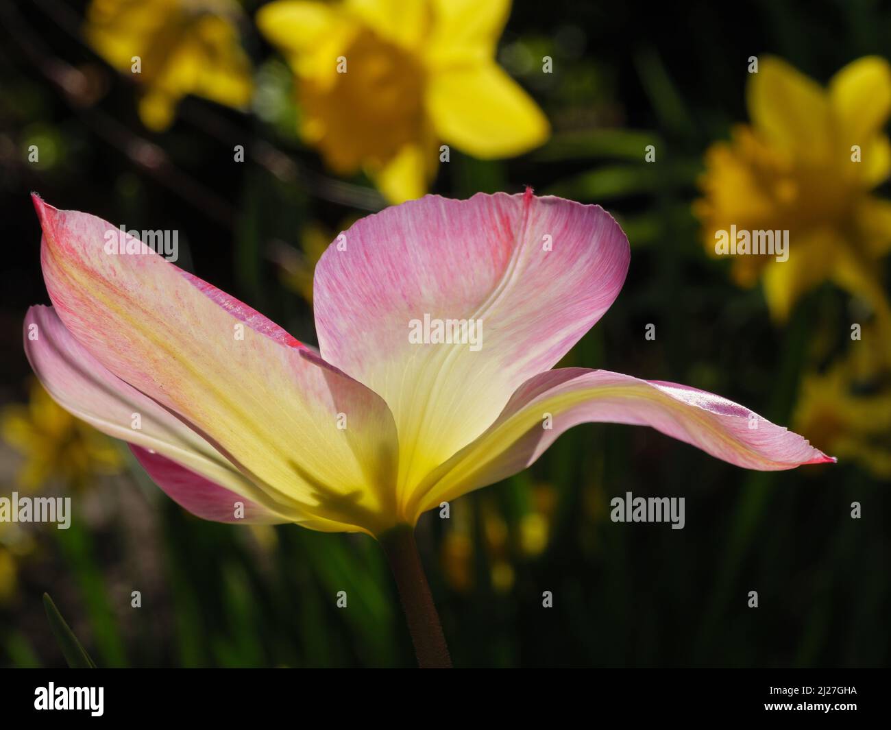 spring time in a german garden Stock Photo - Alamy
