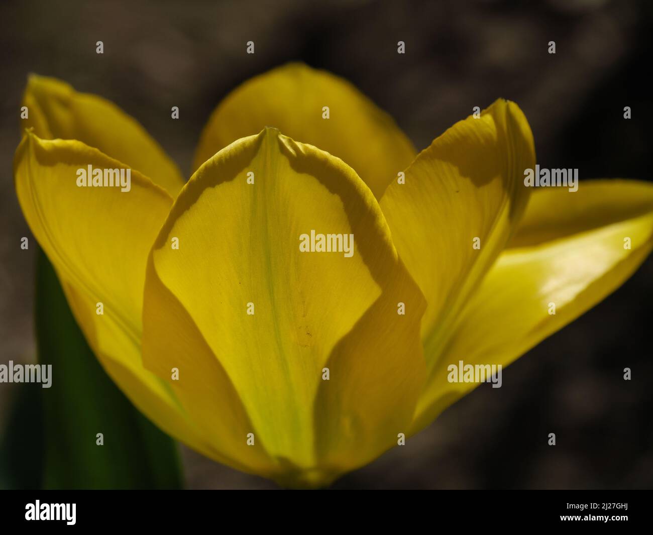 spring time in a german garden Stock Photo - Alamy