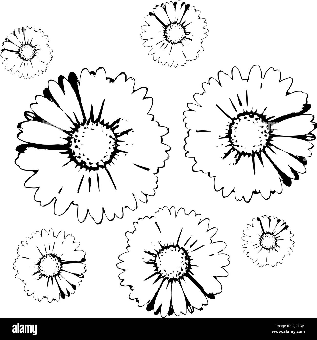Flower marguerite daisy Black and White Stock Photos & Images - Alamy