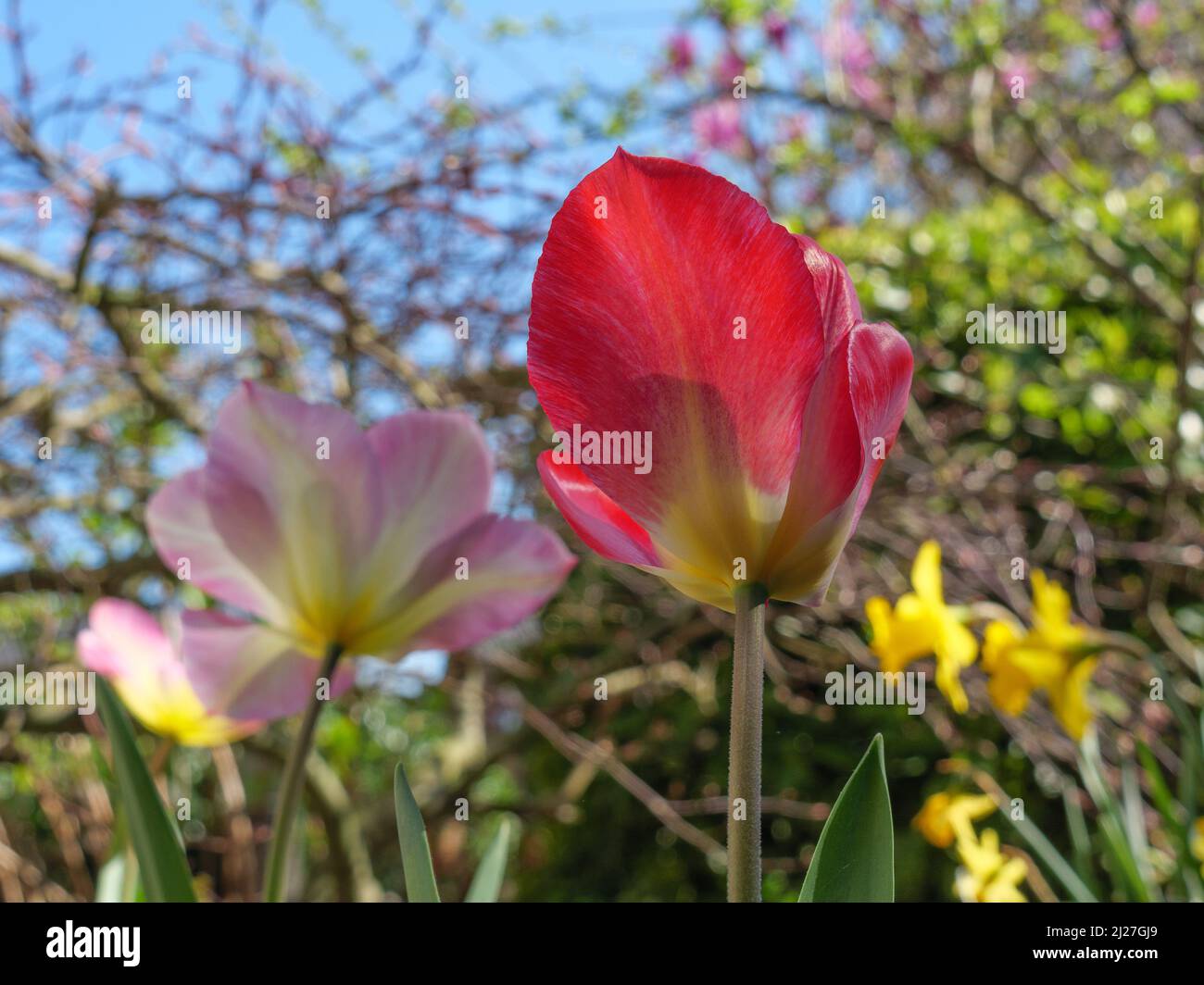 spring time in a german garden Stock Photo - Alamy