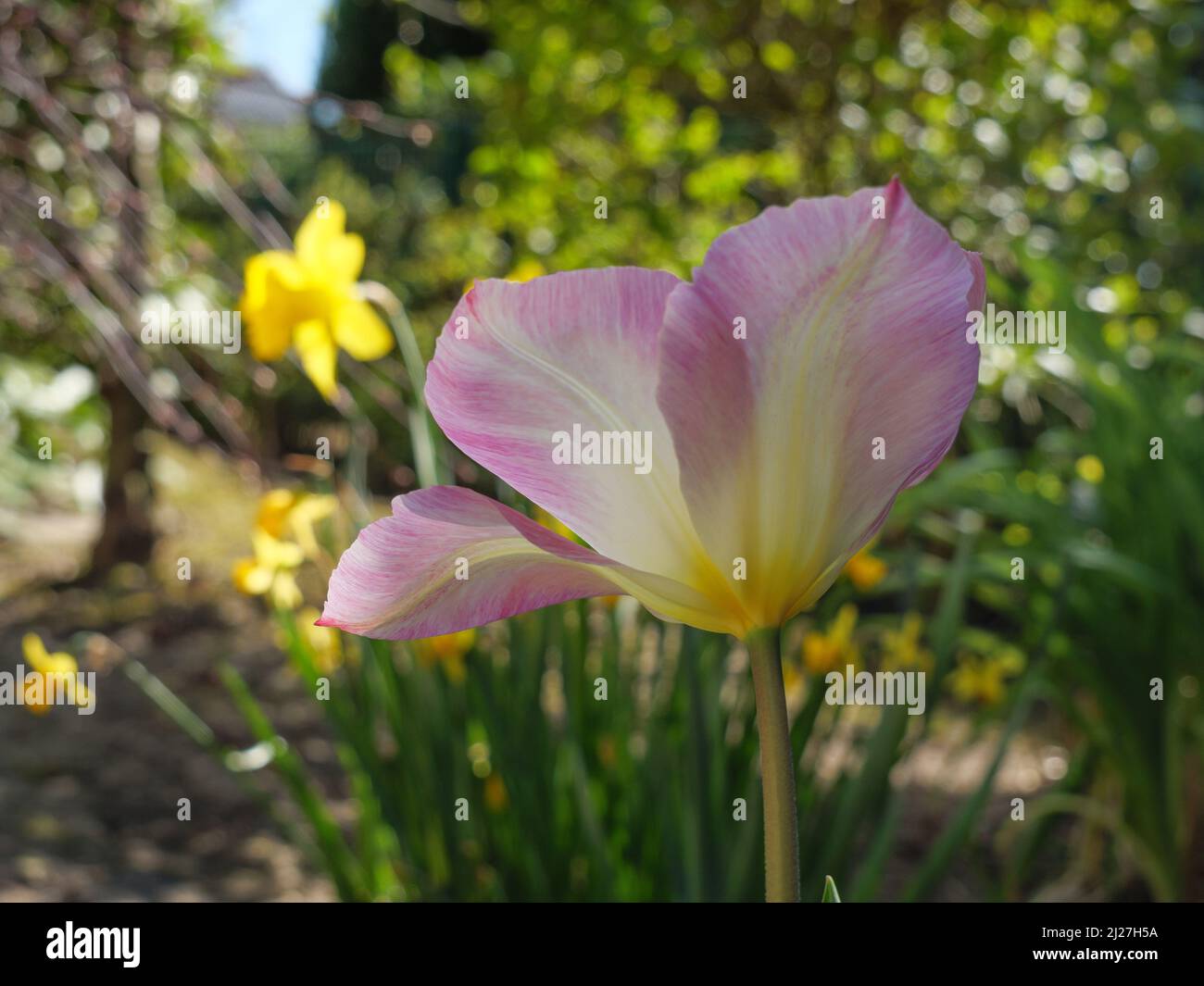 spring time in a german garden Stock Photo - Alamy