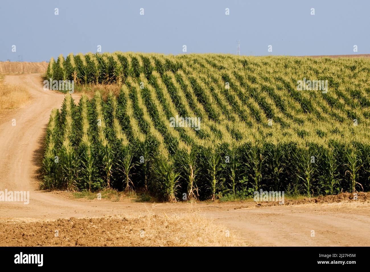 Agriculture Corn field Stock Photo - Alamy