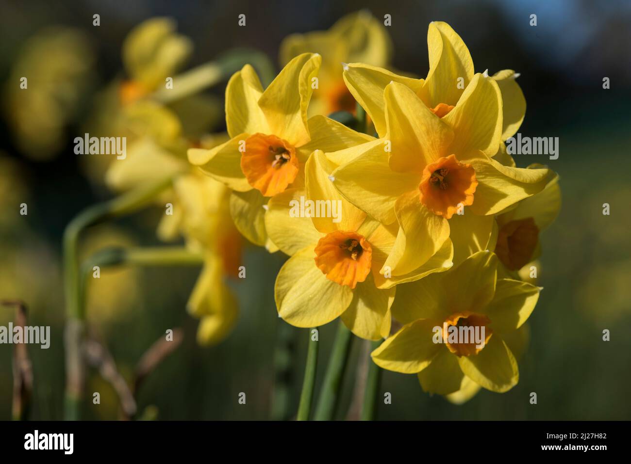 Close up of yellow Daffodils with short orange trumpets (aka narcissus ...