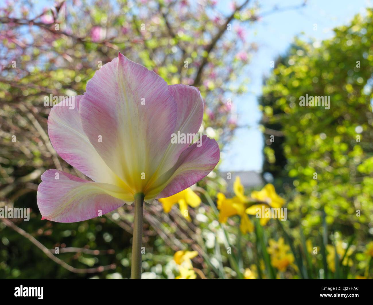 spring time in a german garden Stock Photo - Alamy