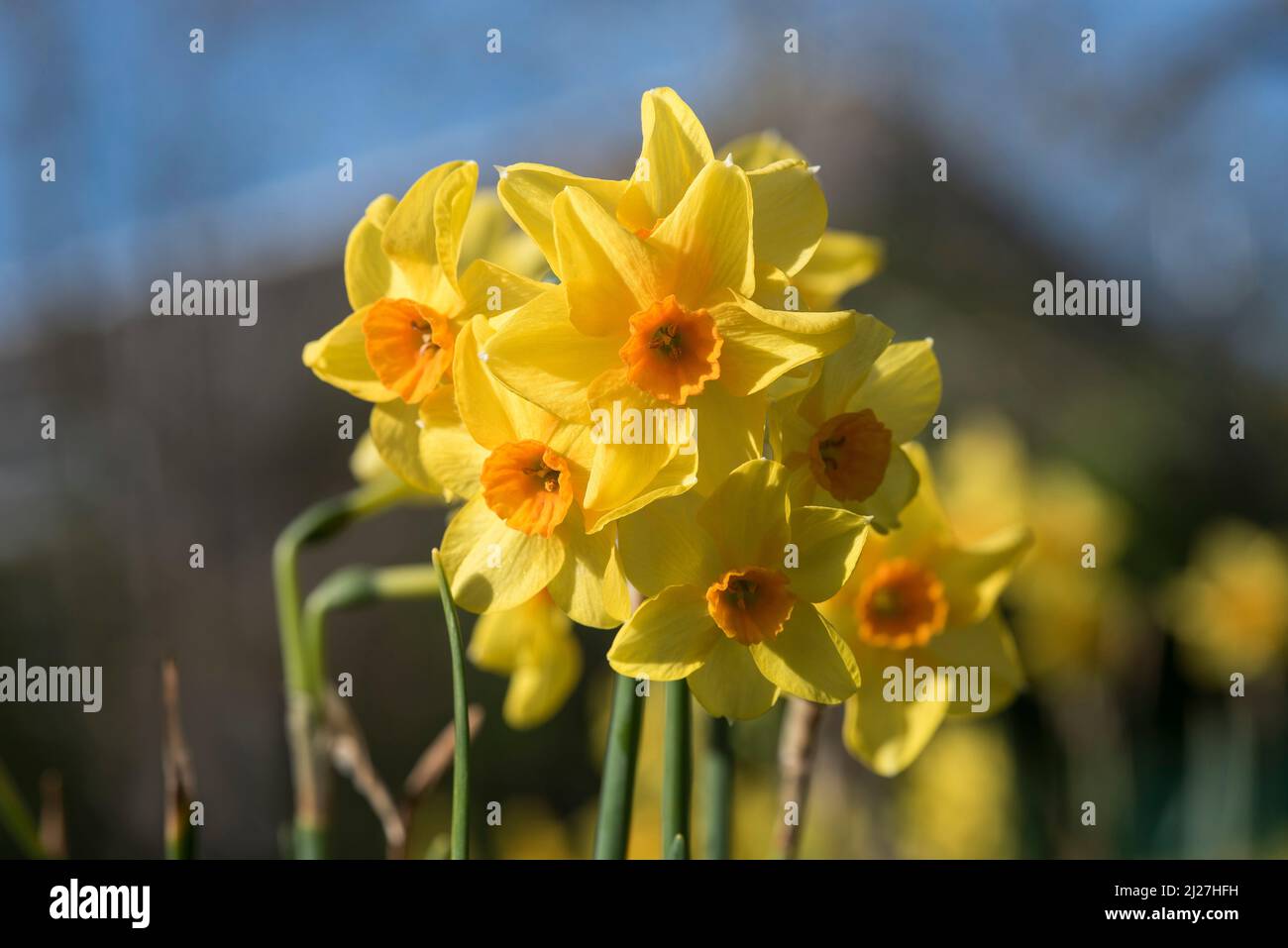Close up of yellow Daffodils with short orange trumpets (aka narcissus ...