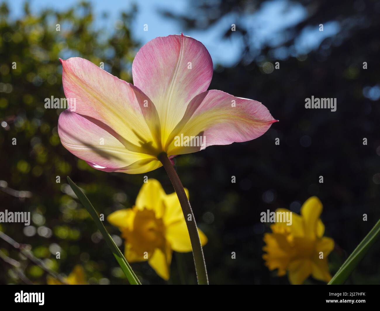 spring time in a german garden Stock Photo - Alamy