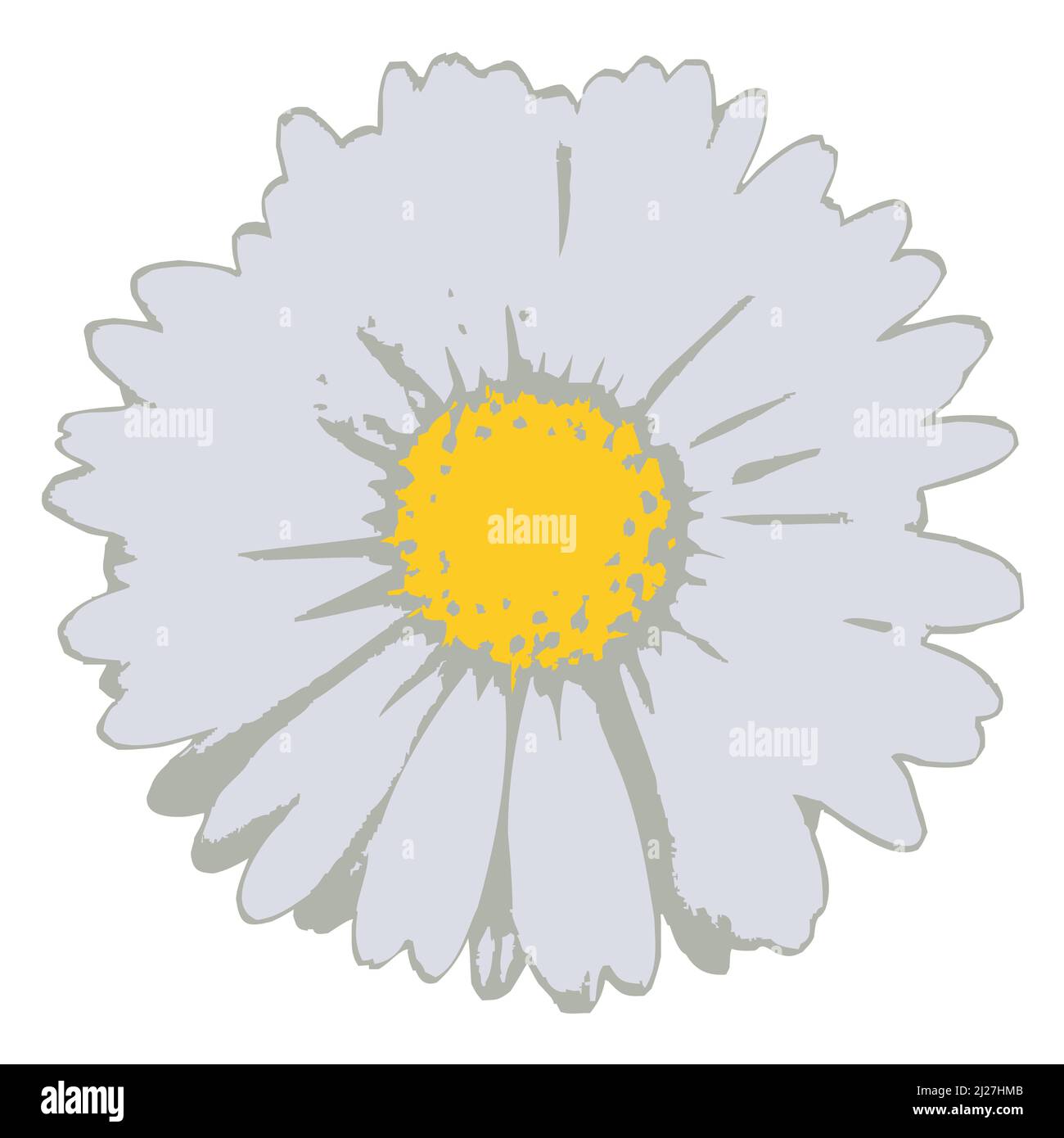 Daisy flower, drawing vector illustration Stock Vector Image & Art - Alamy