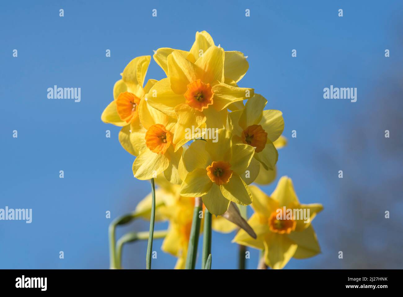 Close up of yellow Daffodils with short orange trumpets (aka narcissus ...