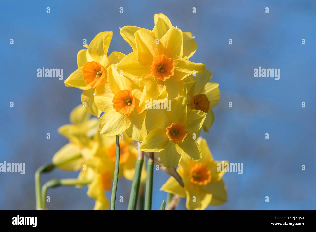 Close up of yellow Daffodils with short orange trumpets (aka narcissus ...