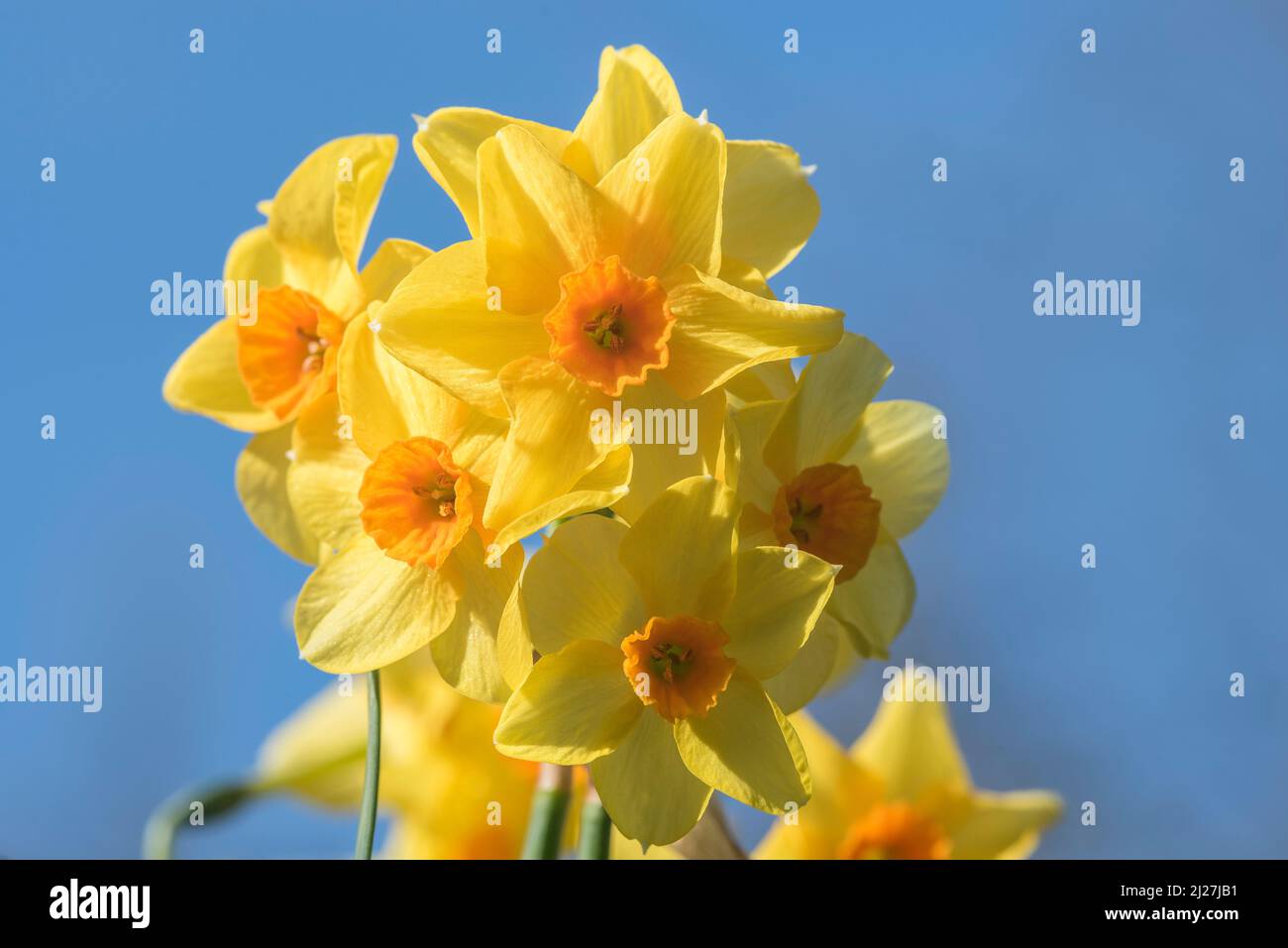 Close up of yellow Daffodils with short orange trumpets (aka narcissus ...