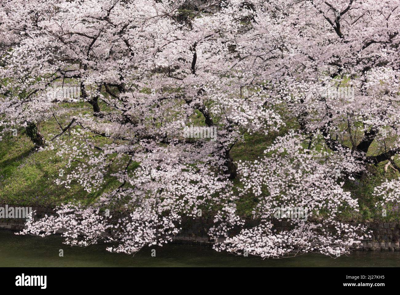Japanese Sakura trees inside Chidorigafuchi moat near the Imperial ...