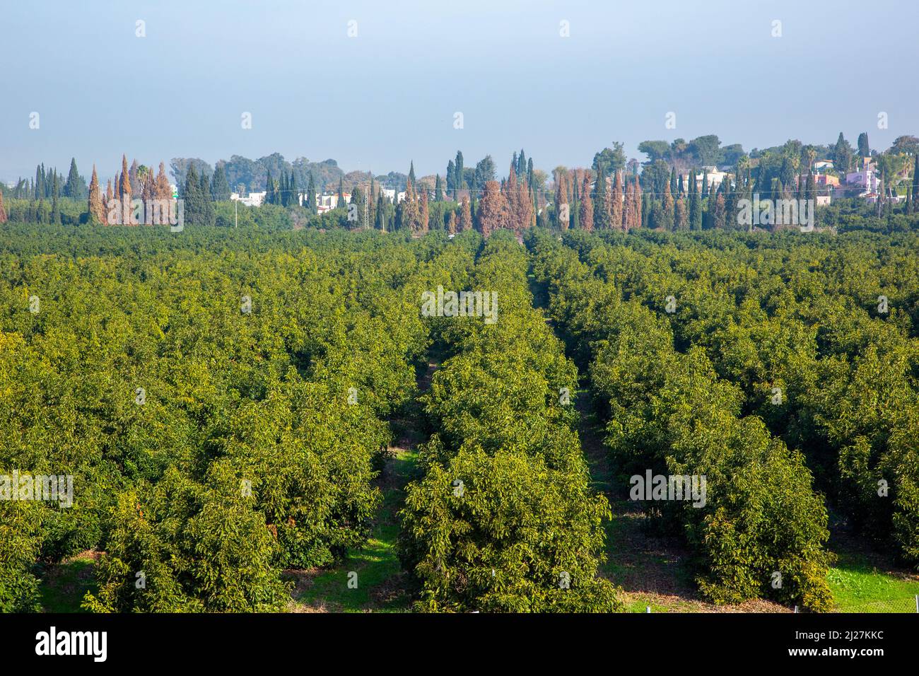 Orchard israel hi-res stock photography and images - Alamy
