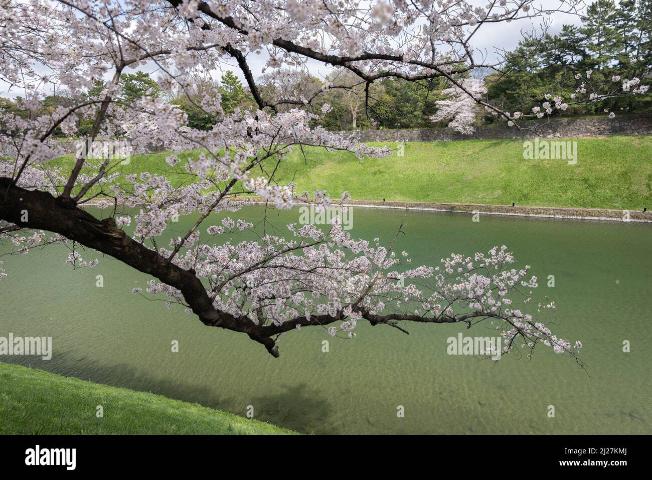 Japanese Sakura trees inside Chidorigafuchi moat near the Imperial ...