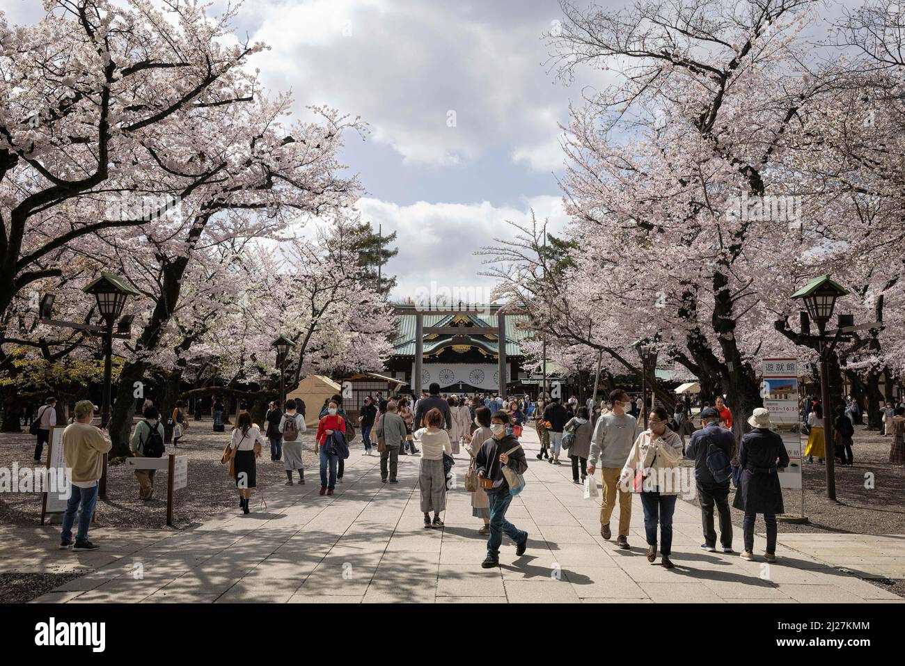 Blooming Sakura trees inside Yasukuni shrine in Tokyo during cherry ...