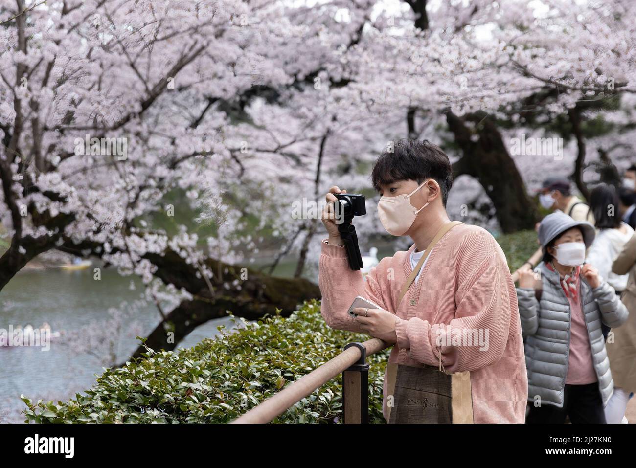 A man takes photos of blooming cherry blossoms at Chidorigafuchi moat ...