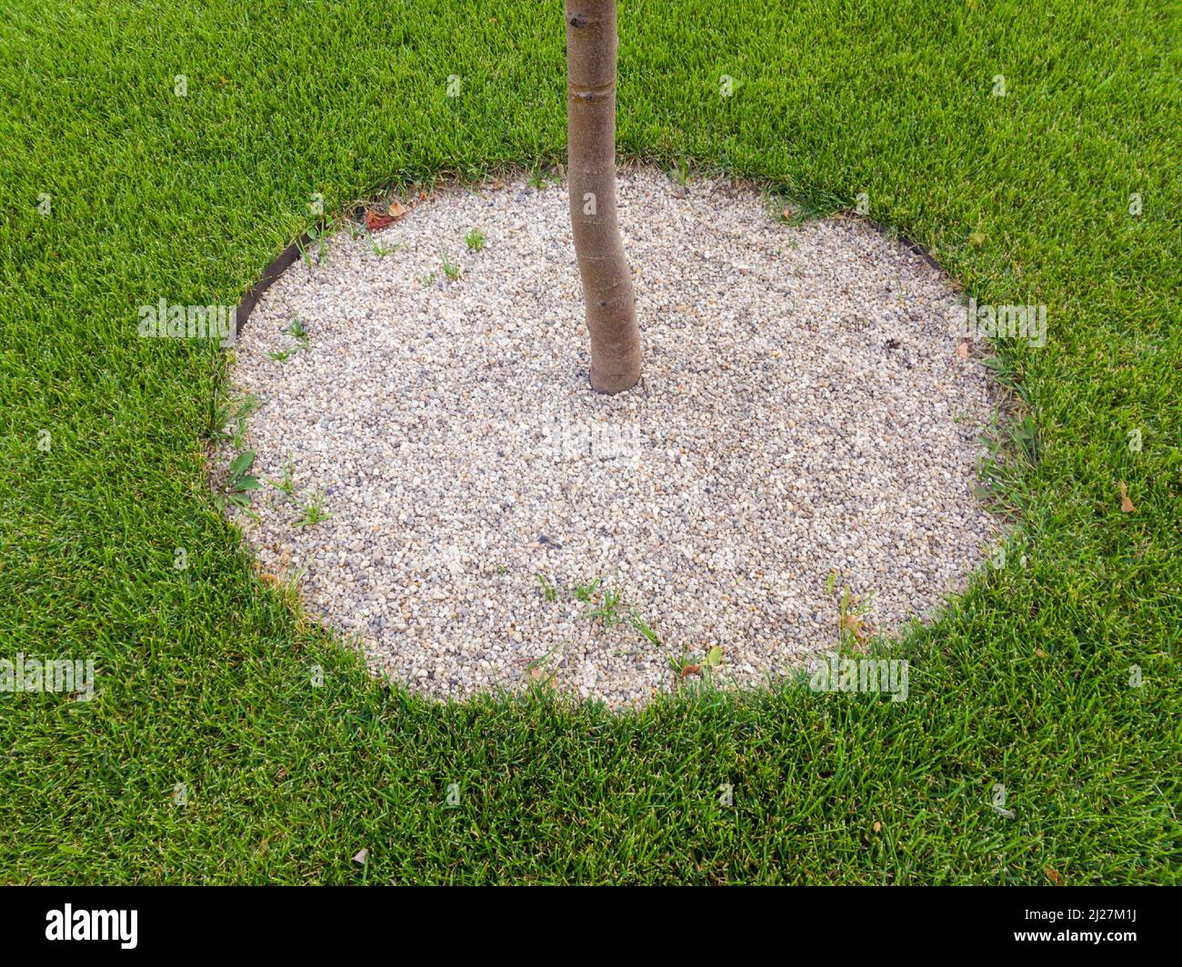 Trunk circle around a crushed stone tree Stock Photo - Alamy
