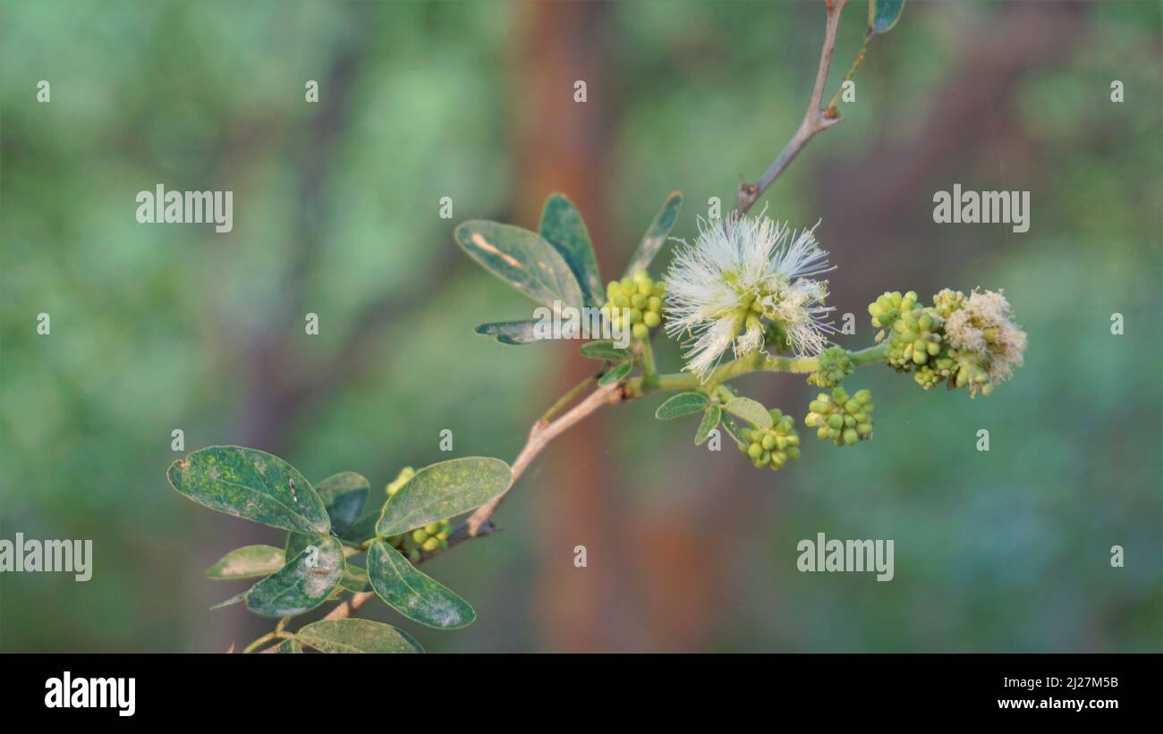 Closeup of Flowers of Pithecellobium dulce also known as Manila ...
