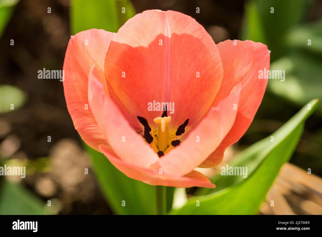Tulip petals and stamens hi-res stock photography and images - Alamy