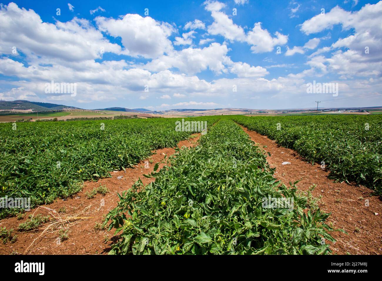 Pepper field hi-res stock photography and images - Alamy