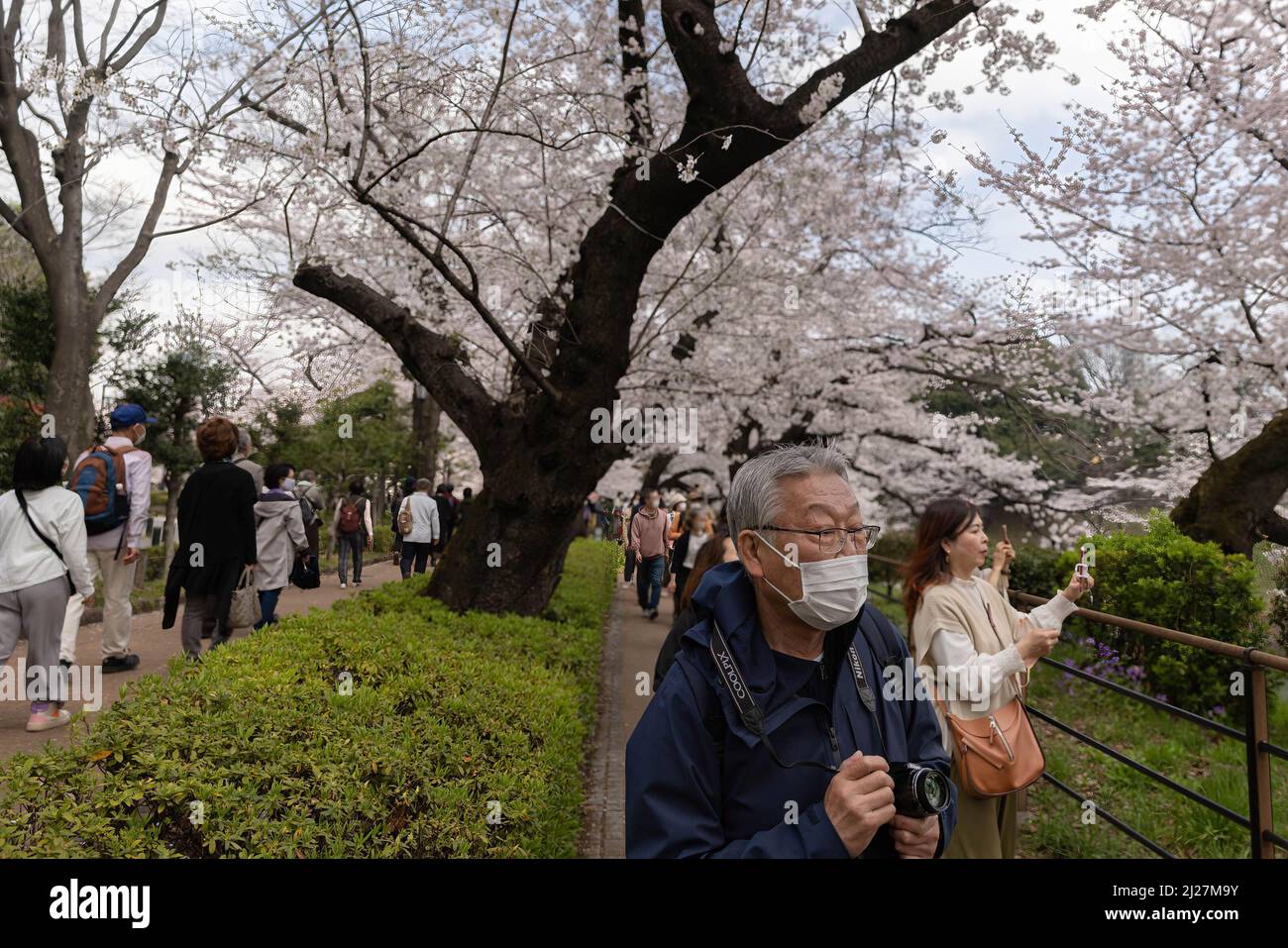 Visitors of Chidorigafuchi moat in Tokyo enjoy a walk underneath ...