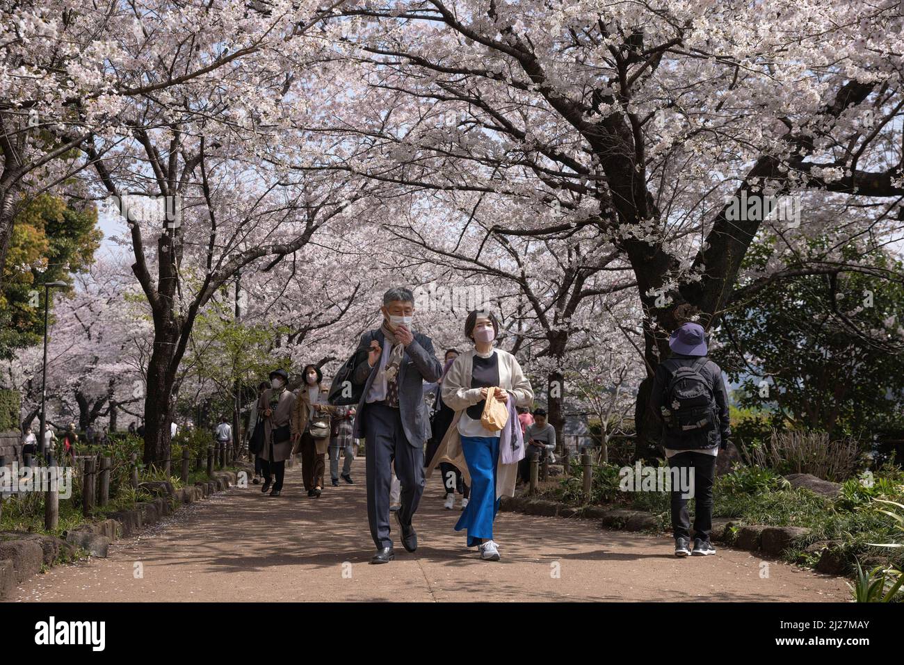 Tokyo, Japan. 30th Mar, 2022. Visitors of Chidorigafuchi moat in Tokyo ...