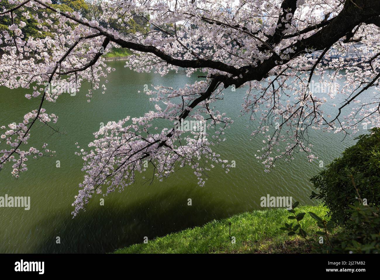 Tokyo, Japan. 30th Mar, 2022. Japanese Sakura trees inside ...