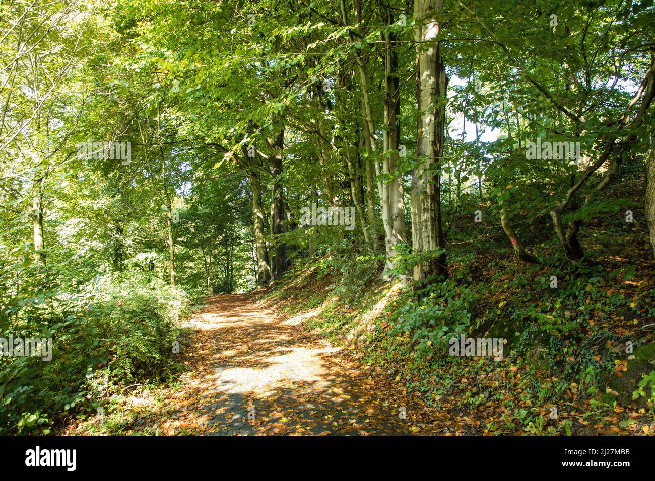The footpath through the forest surrounded by trees Stock Photo - Alamy