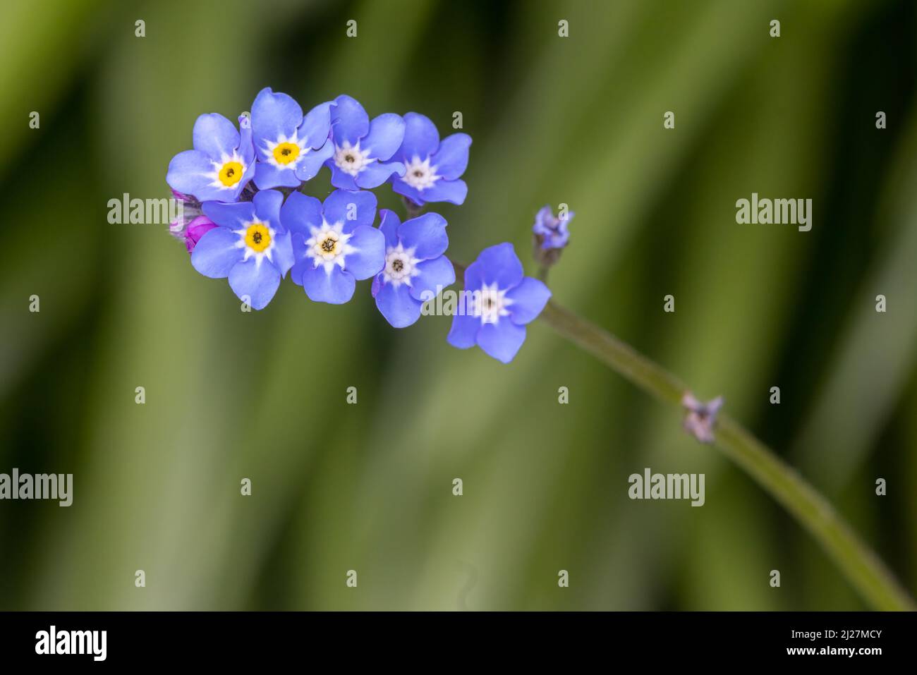 Close up of cluster of blue and yellow forget me not flowers Stock ...