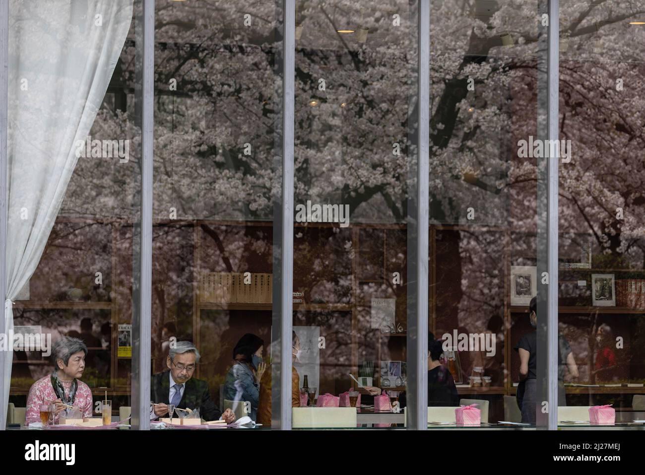Blooming Sakura trees are reflected on a window of a restaurant in ...