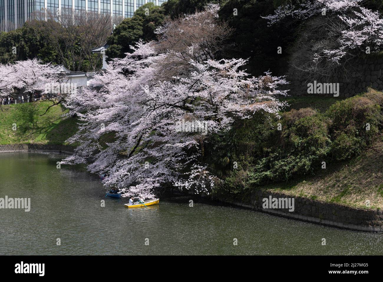 Tokyo, Japan. 30th Mar, 2022. Visitors enjoy boating underneath Sakura ...