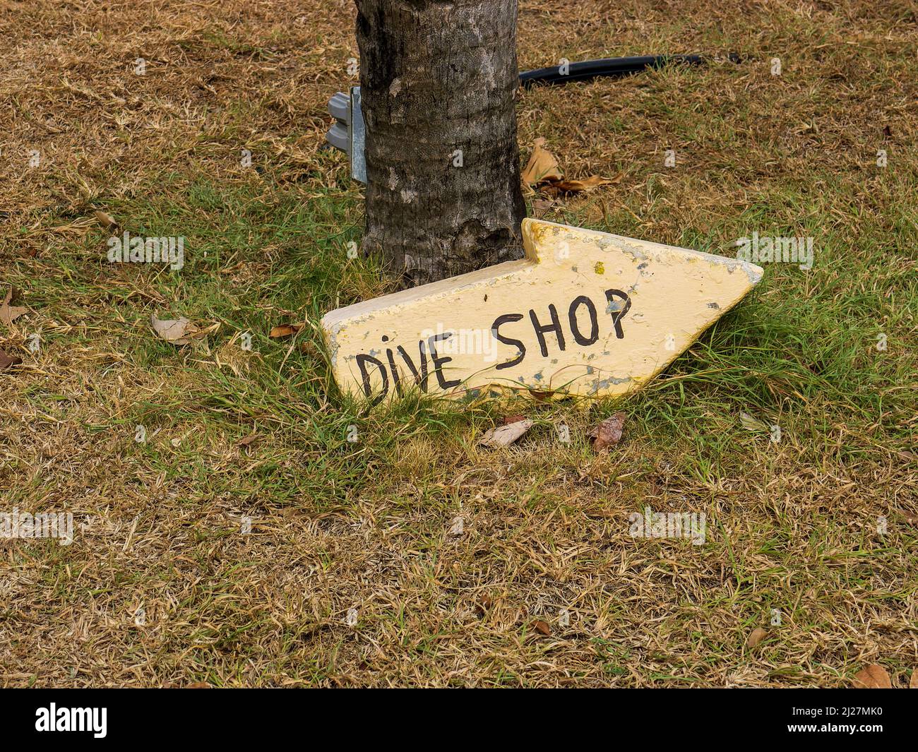 Yellow playful dive shop arrow sign next to a tree Stock Photo - Alamy