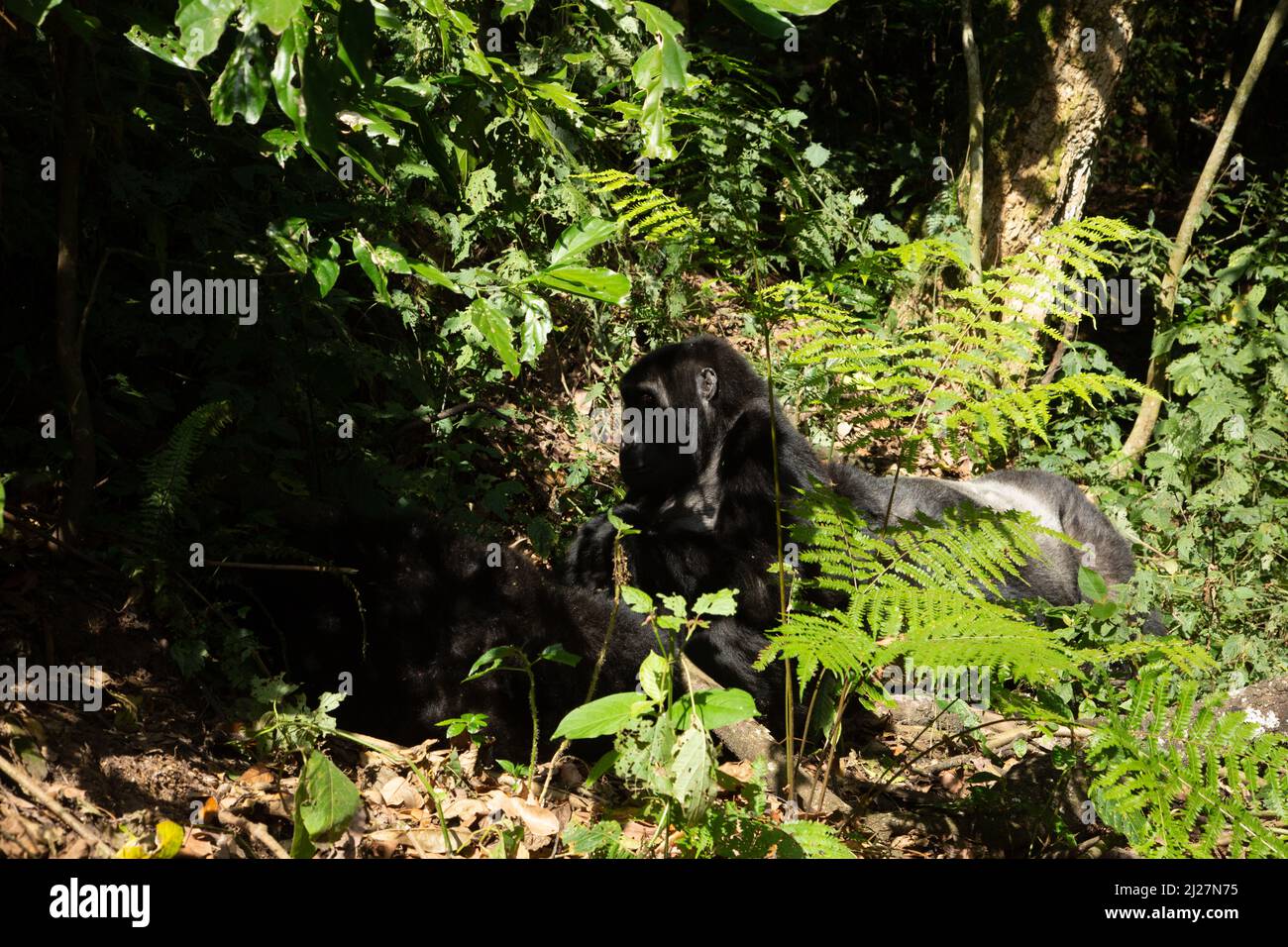 Gorilla family hi-res stock photography and images - Alamy