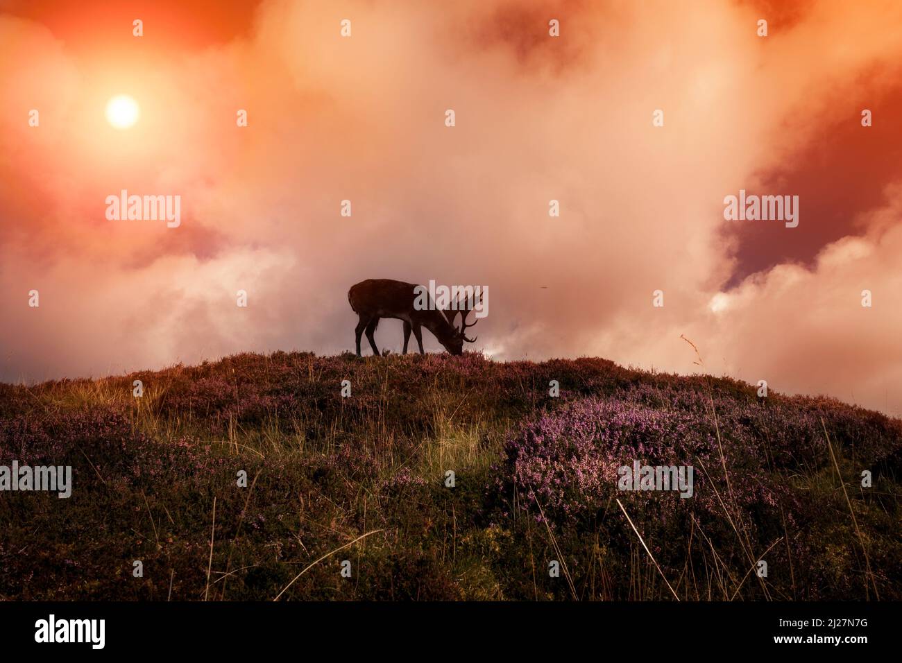 Deer grazing with the highland mountains in the distance Stock Photo ...