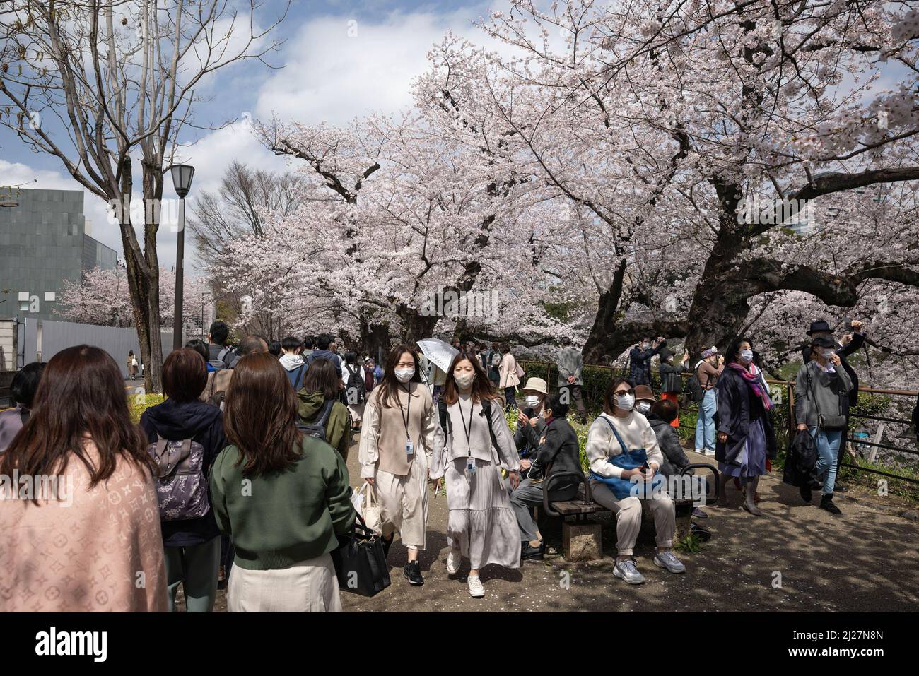 Chery the tree of life hi-res stock photography and images - Alamy