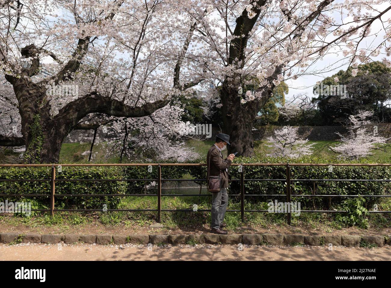 Chery the tree of life hi-res stock photography and images - Alamy