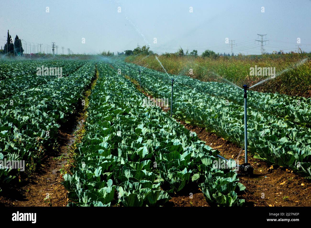 The cabbage field hi-res stock photography and images - Alamy