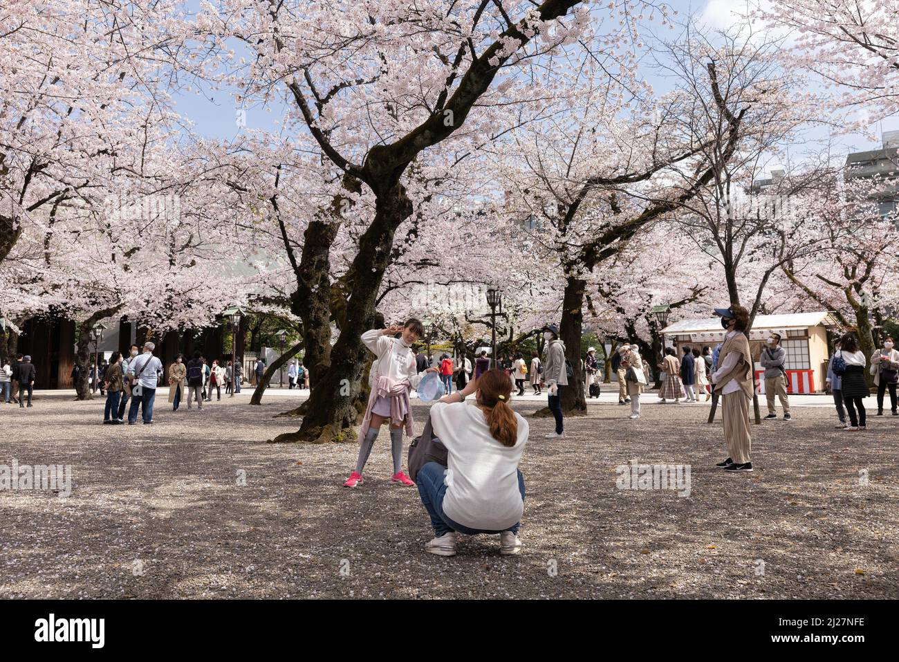 Tokyo, Japan. 30th Mar, 2022. A mother takes photos of her daughter ...