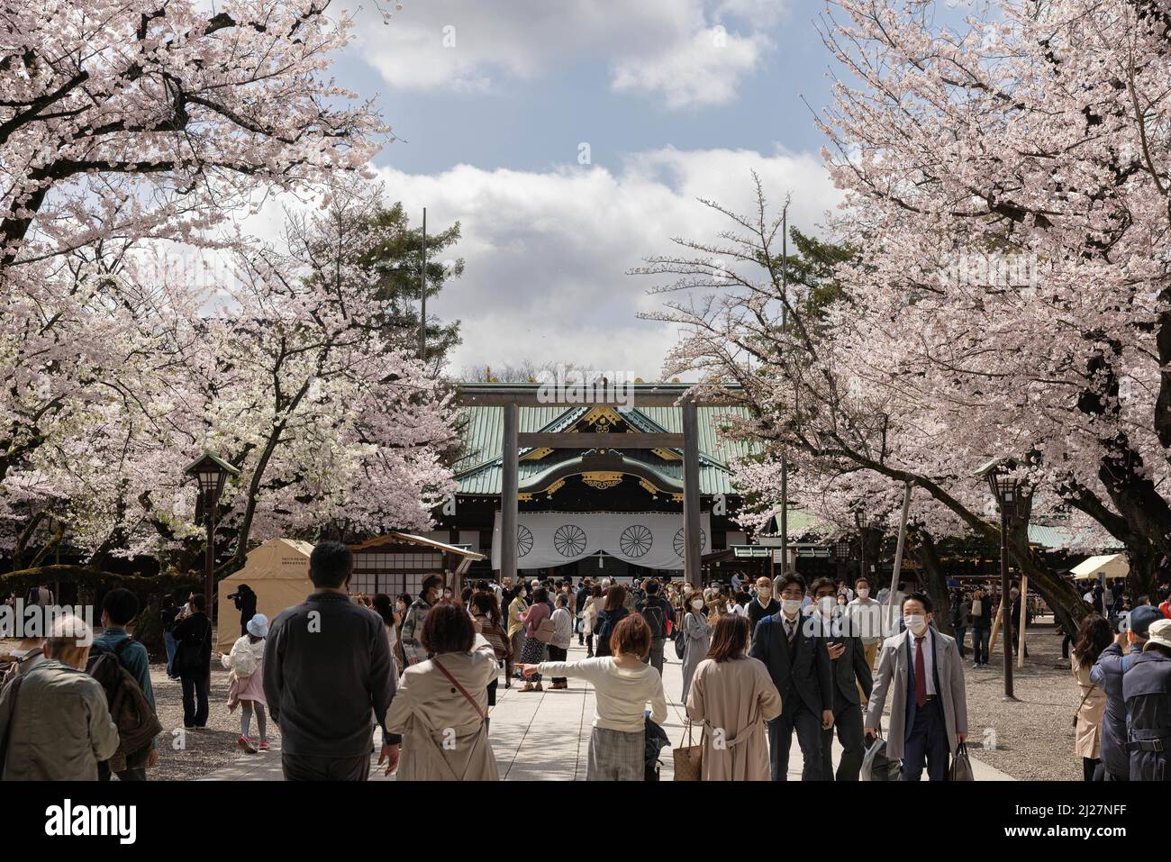 Tokyo, Japan. 30th Mar, 2022. Blooming Sakura trees inside Yasukuni ...