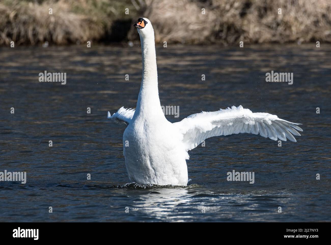 A selective focus of a white swan in a lake moving up its swings in ...
