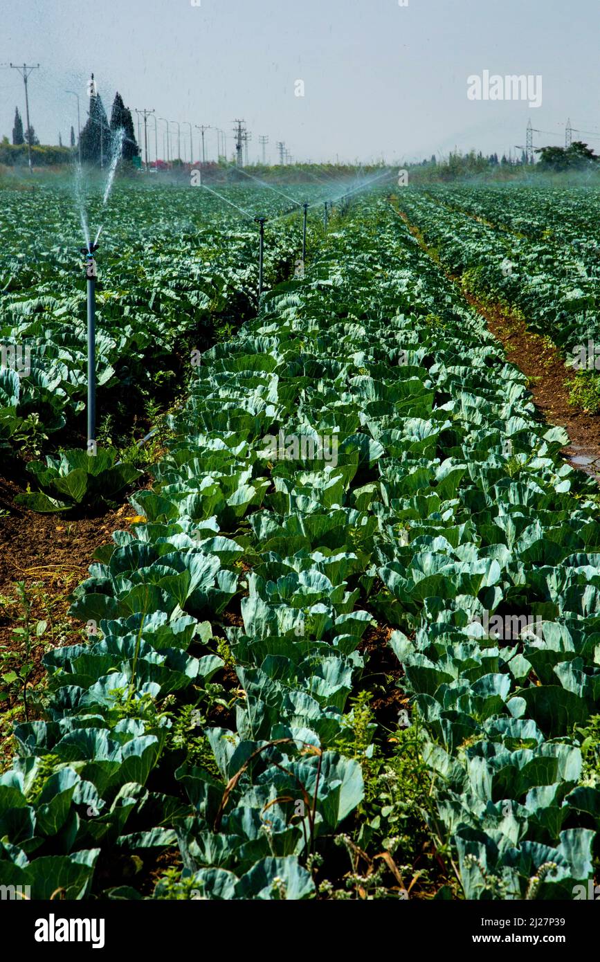Agriculture Cabbage field Stock Photo - Alamy