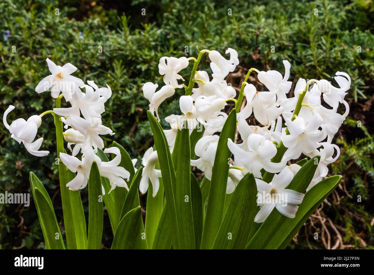 Hyacinth Carnegie growing in a Devon Country Garden Stock Photo - Alamy