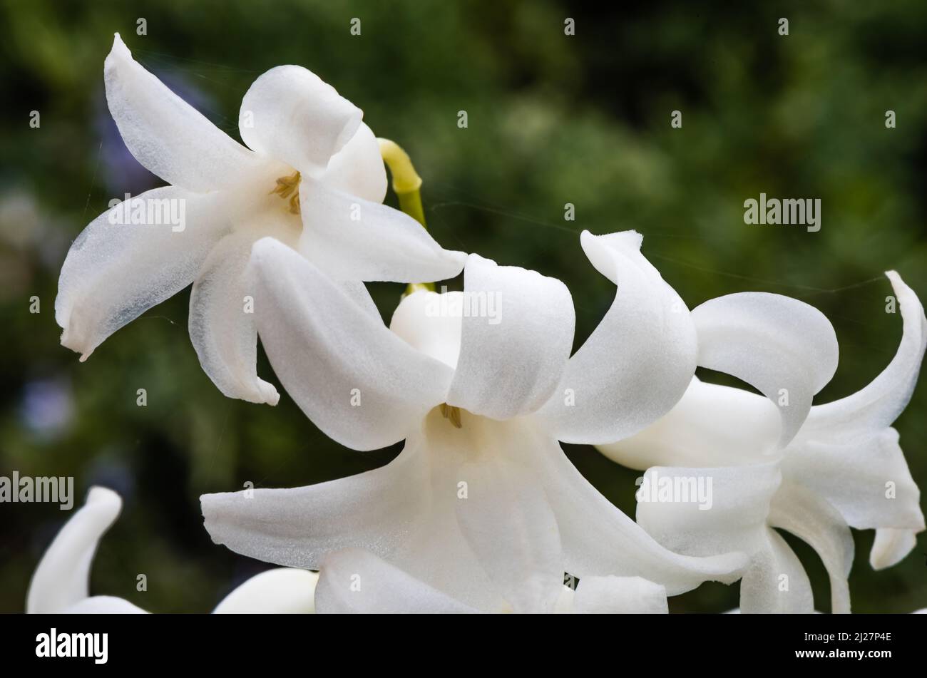 Hyacinth Carnegie growing in a Devon Country Garden Stock Photo - Alamy