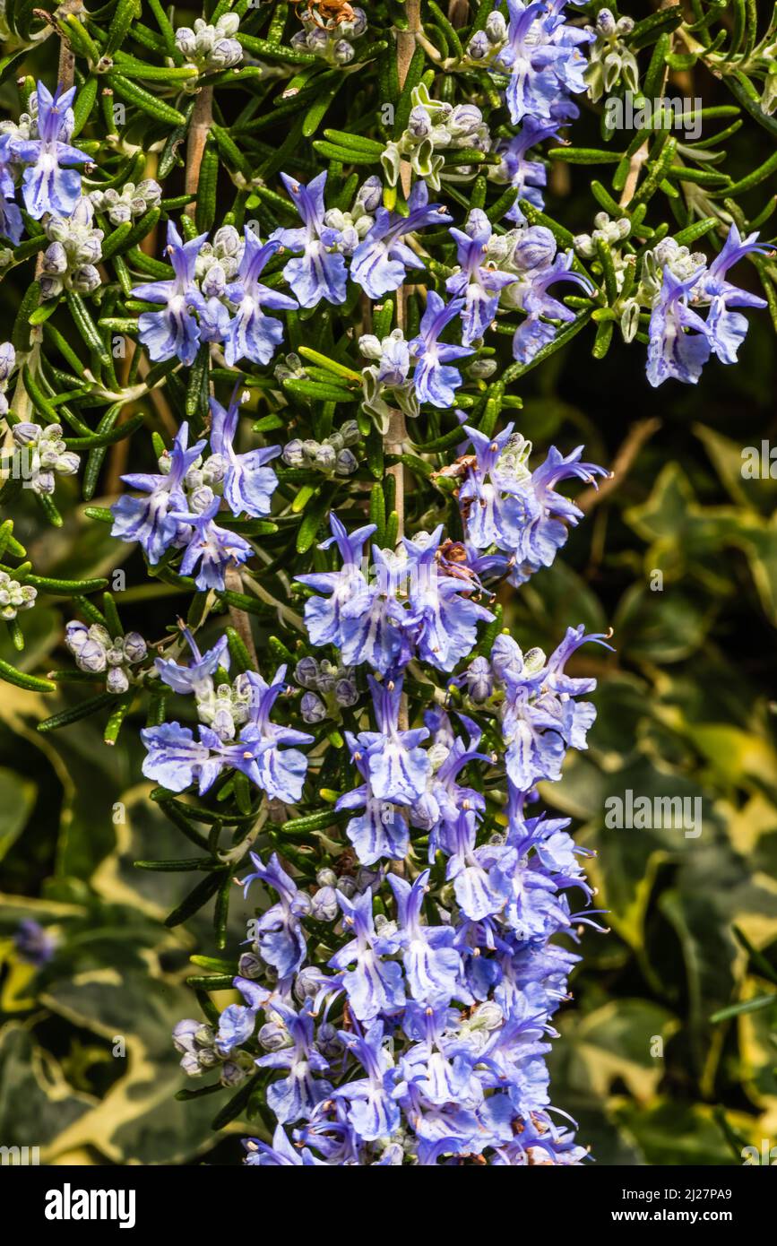 Rosemary or Rosmarinus Pont Du Raz, growing in a Devon Country Garden ...