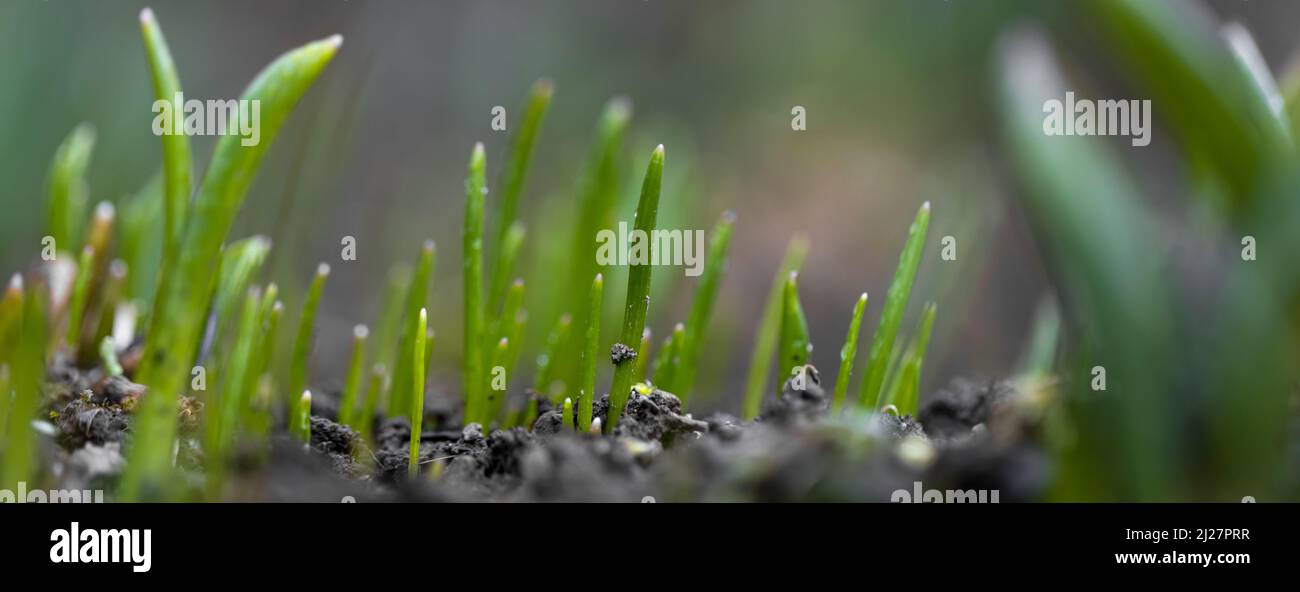 Spring grasses hi-res stock photography and images - Alamy