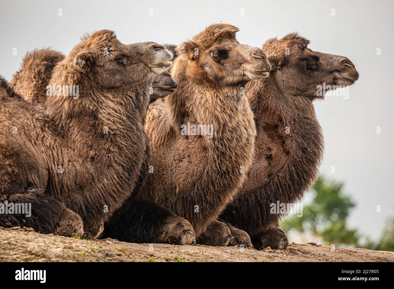 A closeup of tree Bactrian camels resting on the ground Stock Photo - Alamy