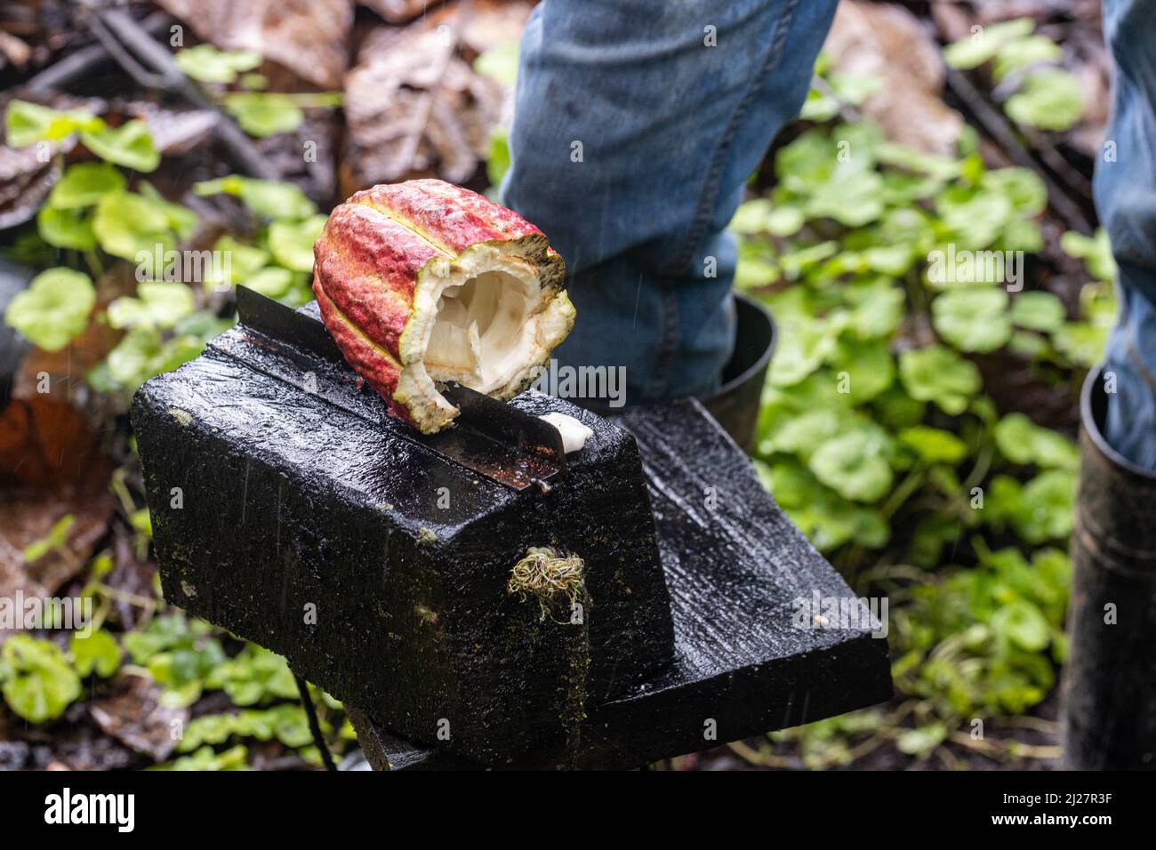Cocoa fruit cut in half on the plantation using a special device Stock ...