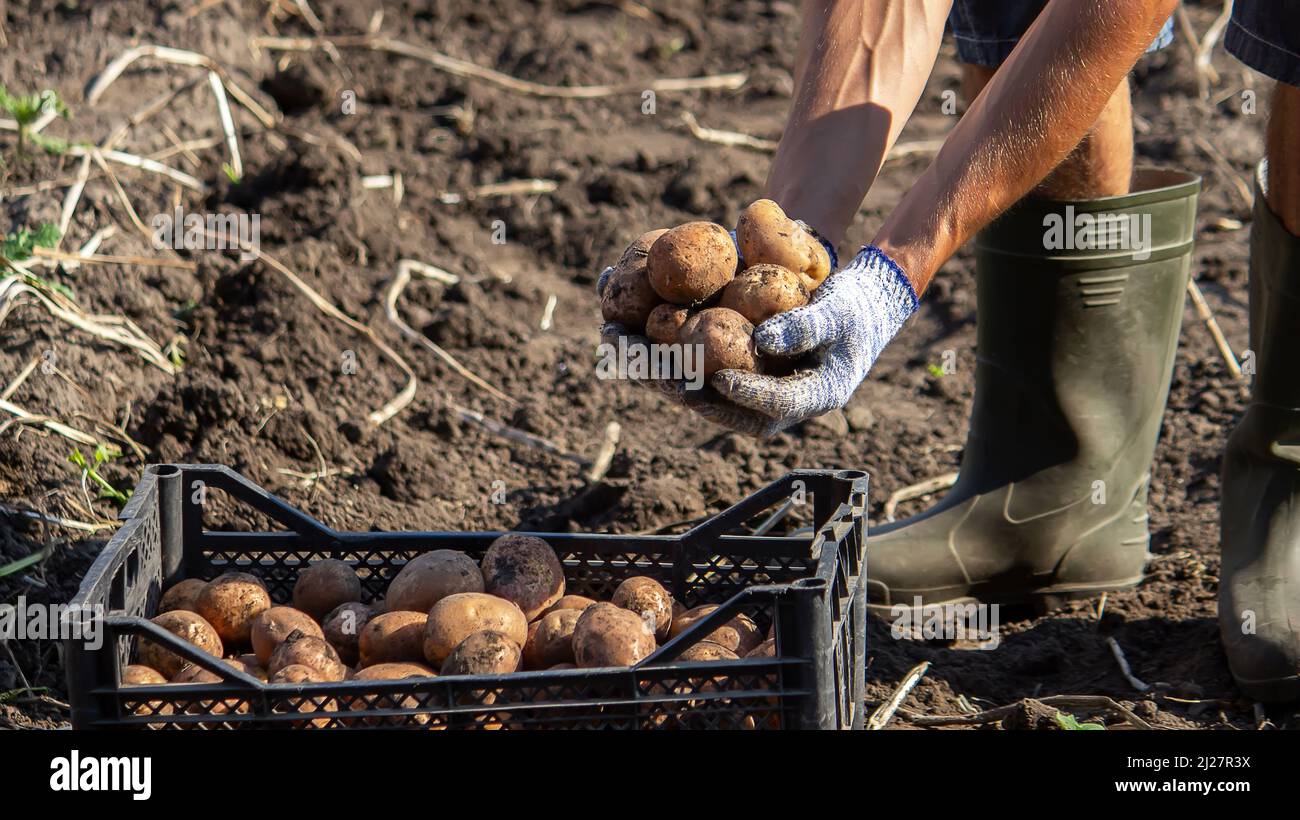 Potato crop farmer hi-res stock photography and images - Alamy