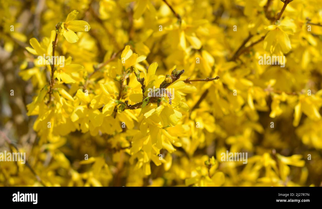 the beautiful colors of spring flowers Stock Photo - Alamy
