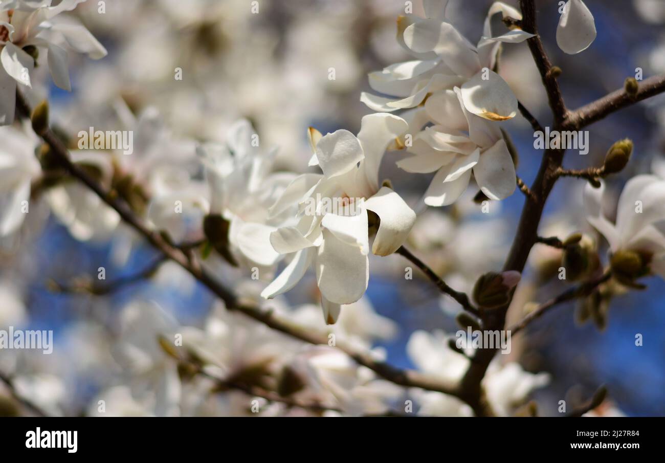 the beautiful colors of spring flowers Stock Photo - Alamy