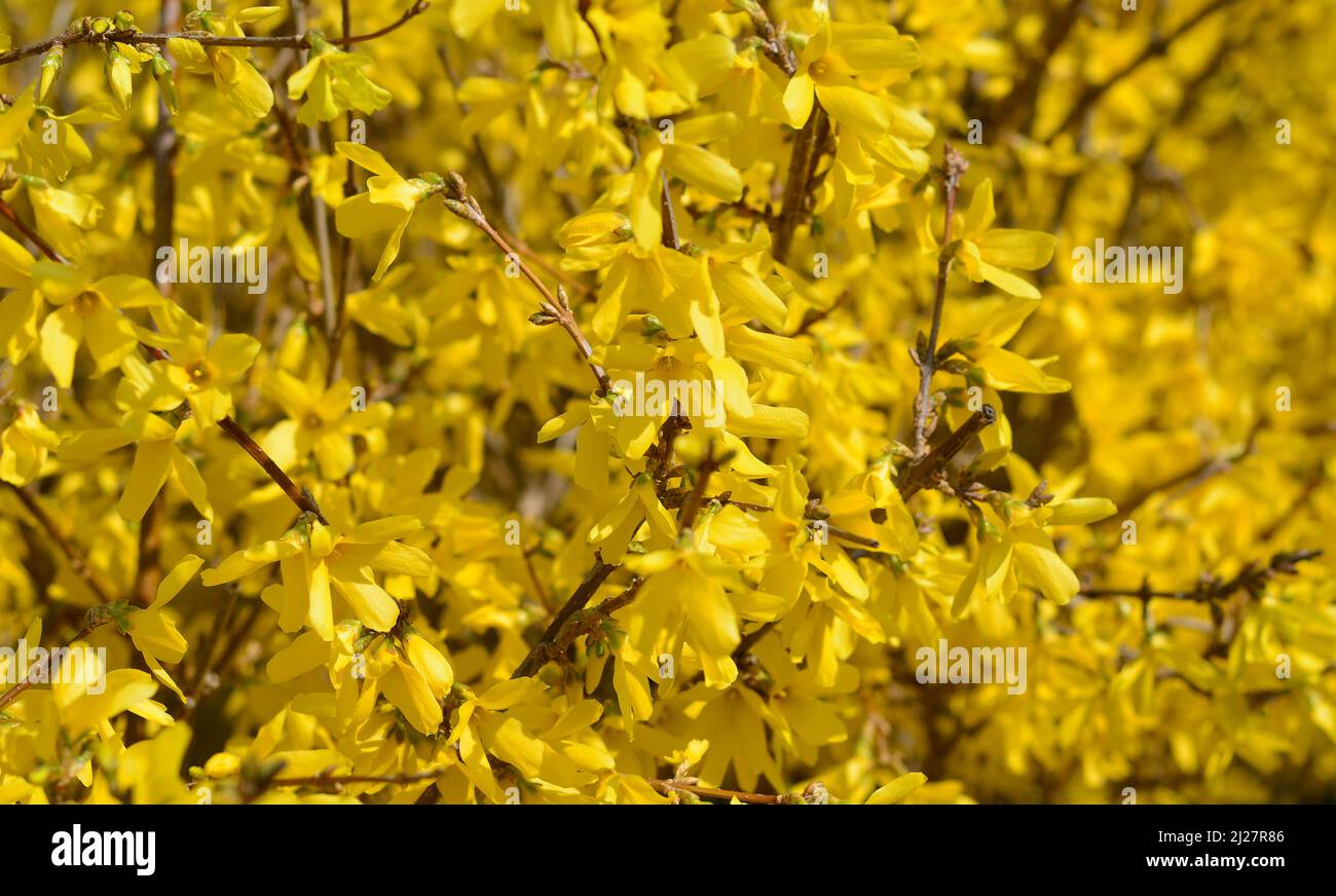 the beautiful colors of spring flowers Stock Photo - Alamy